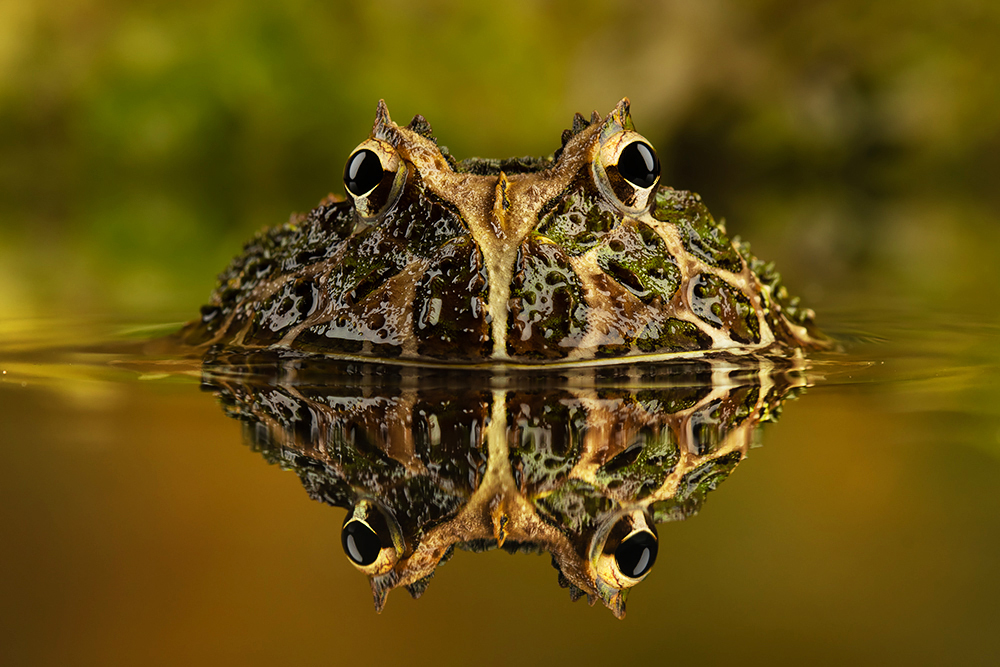 Just Frogs Photography Workshop – Captivelight Photo Days